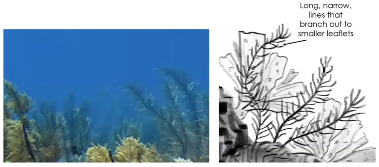 Coral Reef Drawing - Easy Step by Step Tutorial