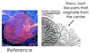 Coral Reef Drawing - Easy Step by Step Tutorial